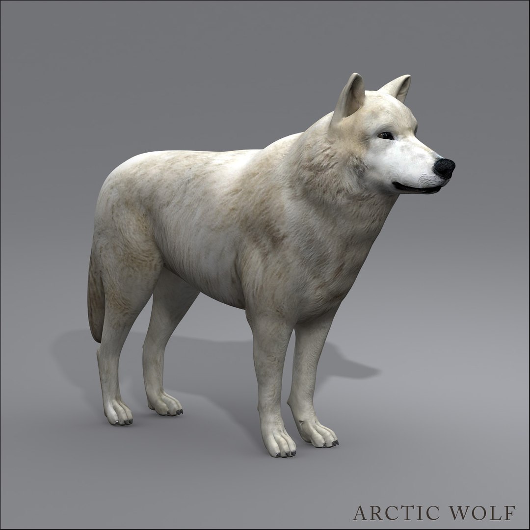 Wolves Wolf 3d Model