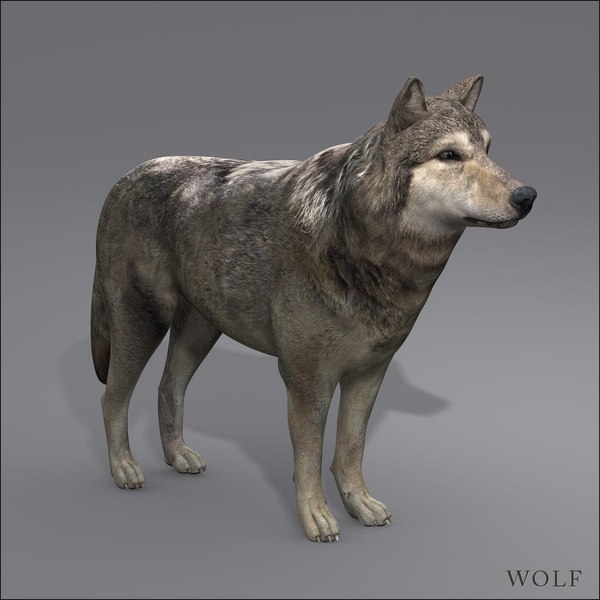 wolves wolf 3d model