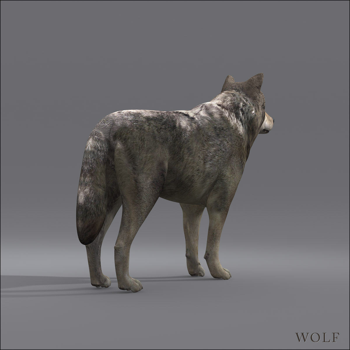 wolves wolf 3d model