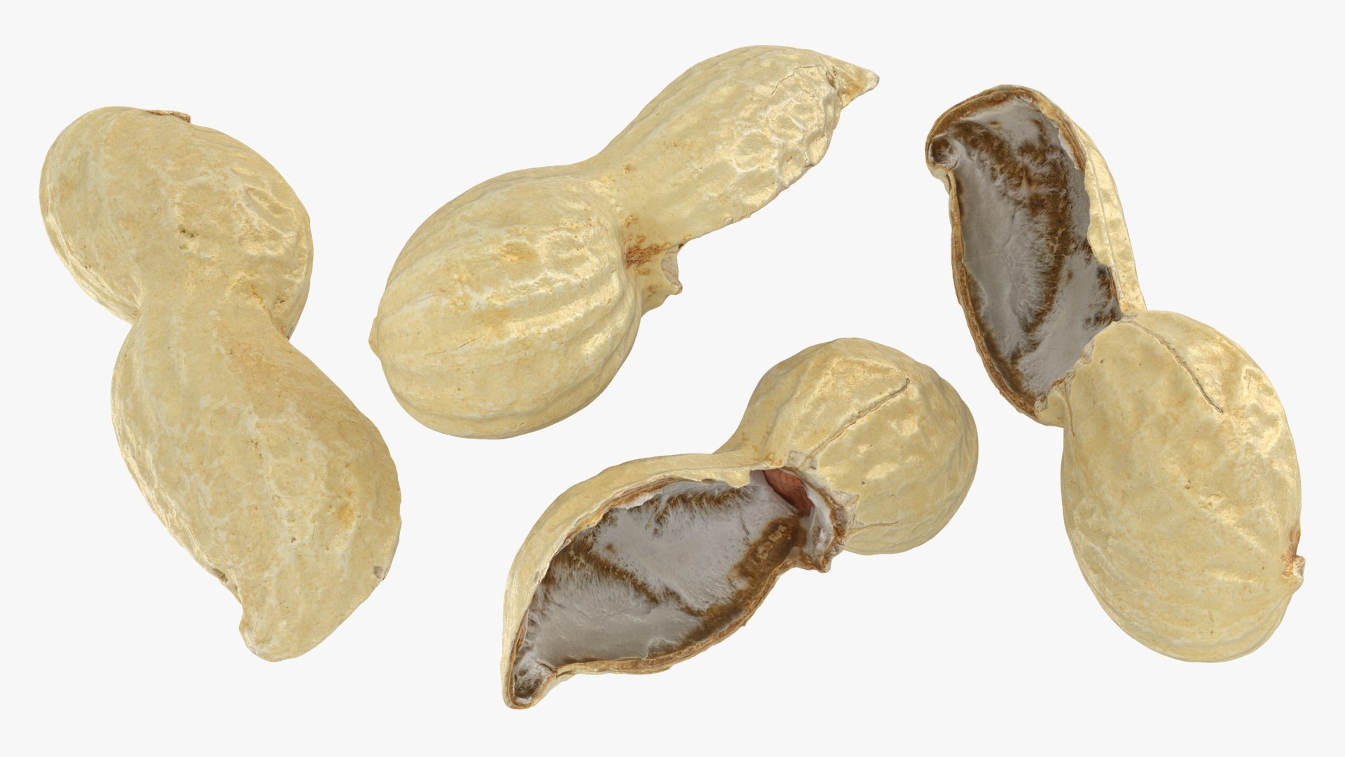 Peanut Shell Collection 2 3D model - TurboSquid 1960951