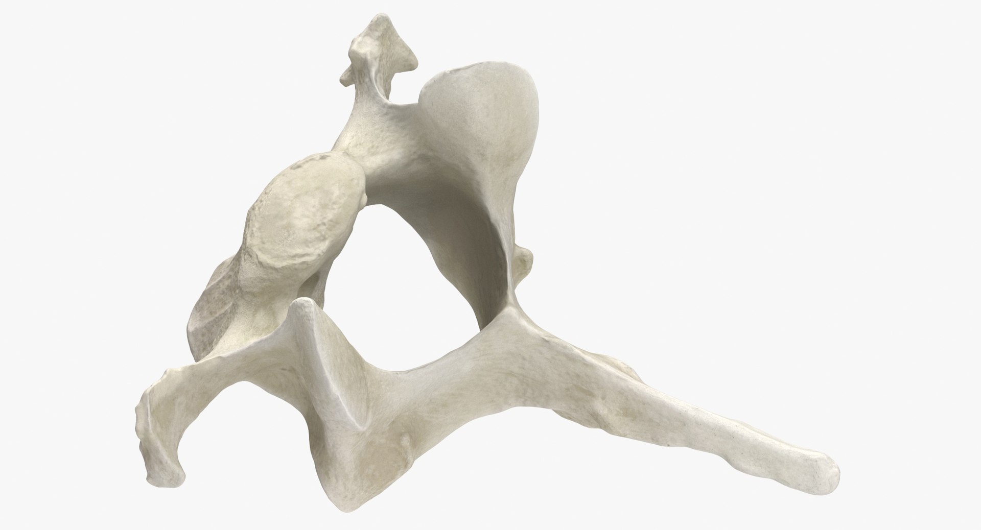 Domestic Cat Cervical Vertebrae C7 3D Model - TurboSquid 1838062