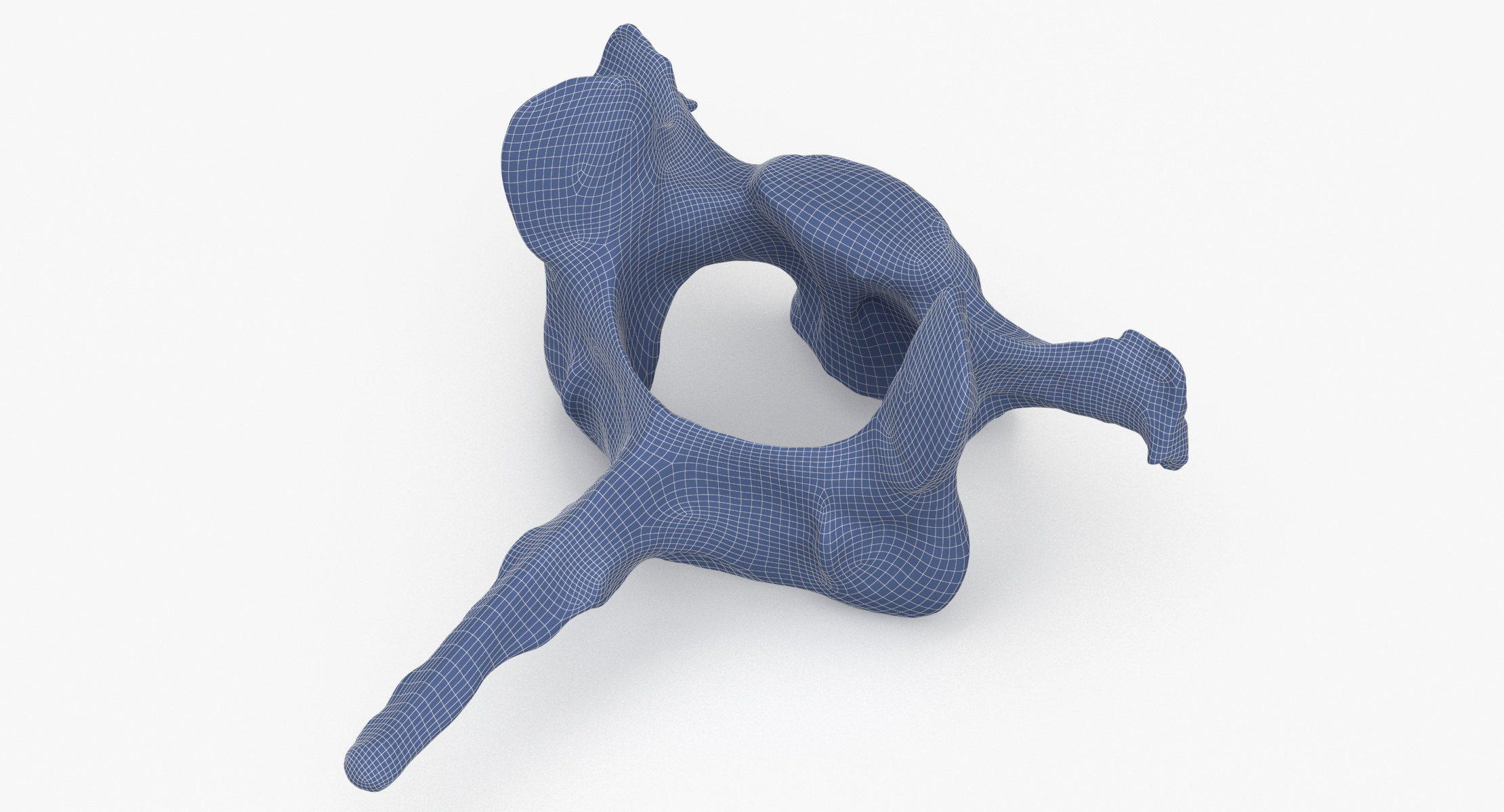 Domestic Cat Cervical Vertebrae C7 3D model - TurboSquid 1838062