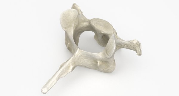 Domestic Cat Cervical Vertebrae C7 3D model - TurboSquid 1838062