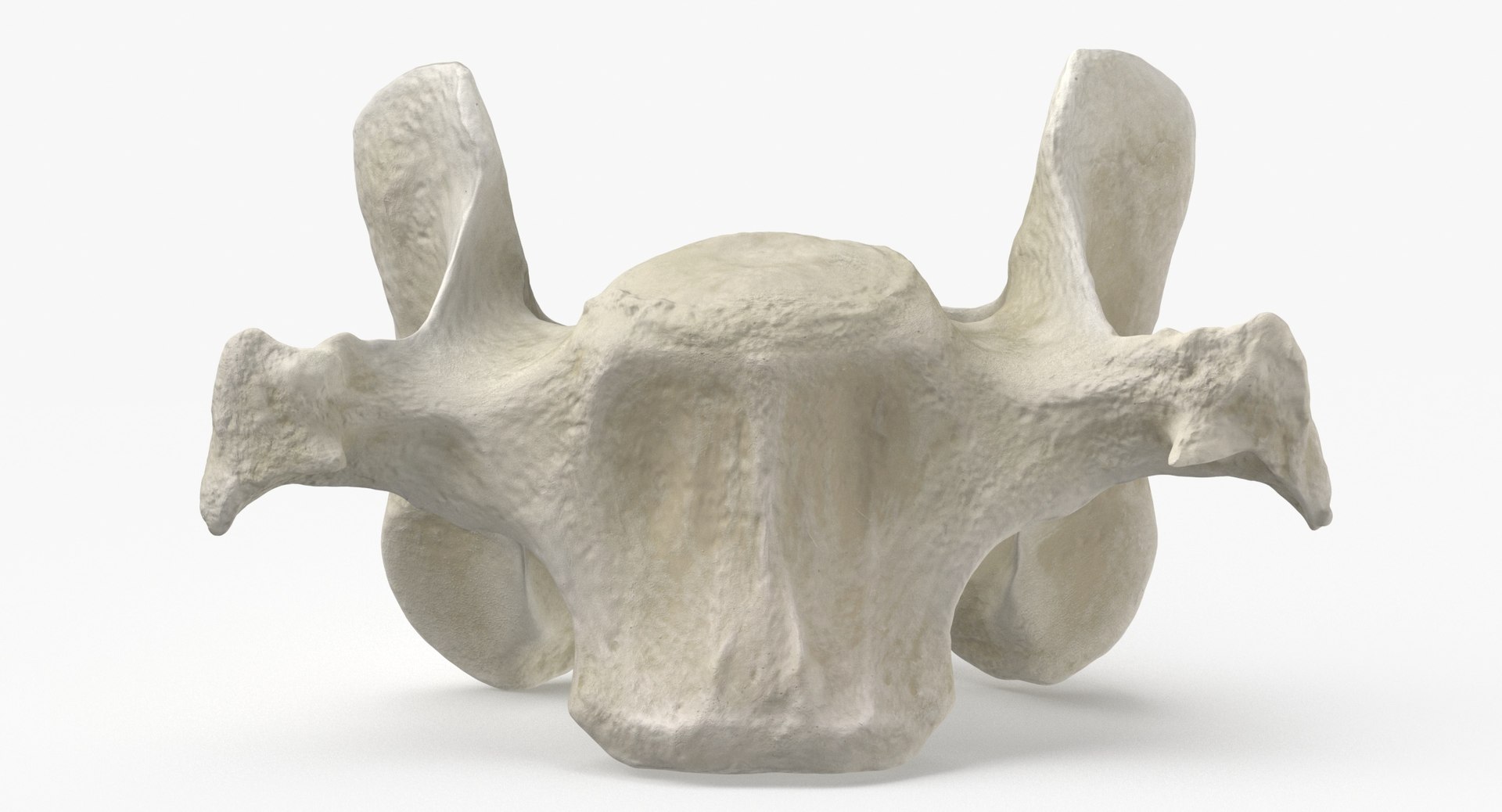 Domestic Cat Cervical Vertebrae C7 3D Model - TurboSquid 1838062