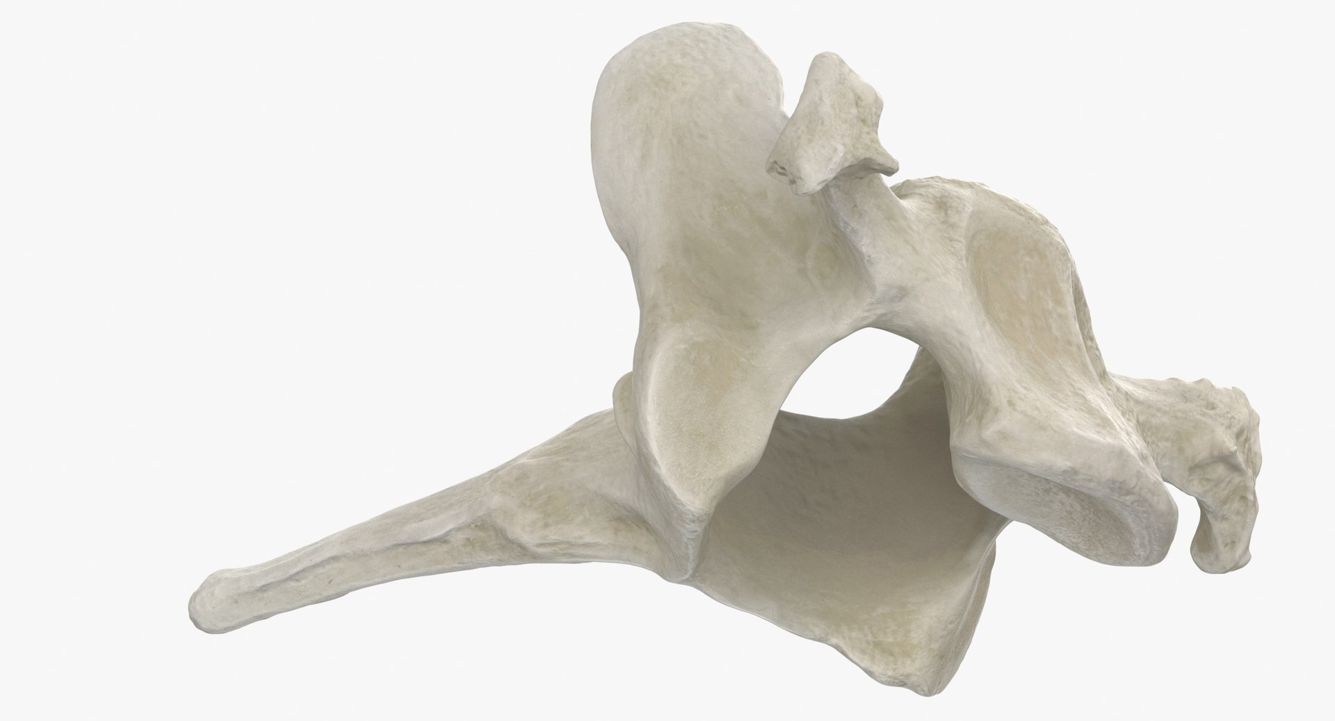 Domestic Cat Cervical Vertebrae C7 3D Model - TurboSquid 1838062