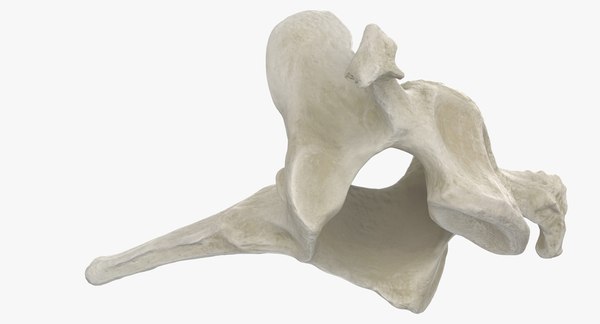 Domestic Cat Cervical Vertebrae C7 3D model - TurboSquid 1838062