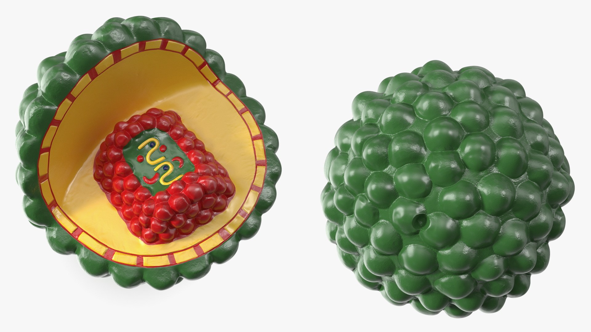 3D Model HIV Cutaway Virus Model With Internal Components - TurboSquid ...