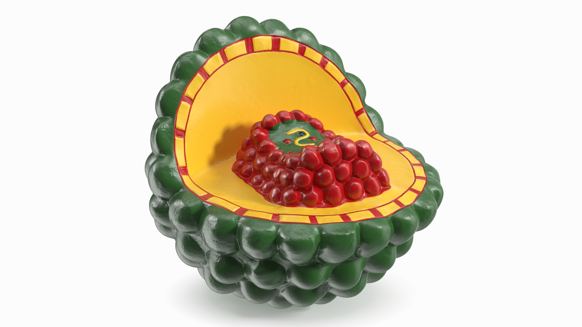 3D Model HIV Cutaway Virus Model With Internal Components - TurboSquid ...