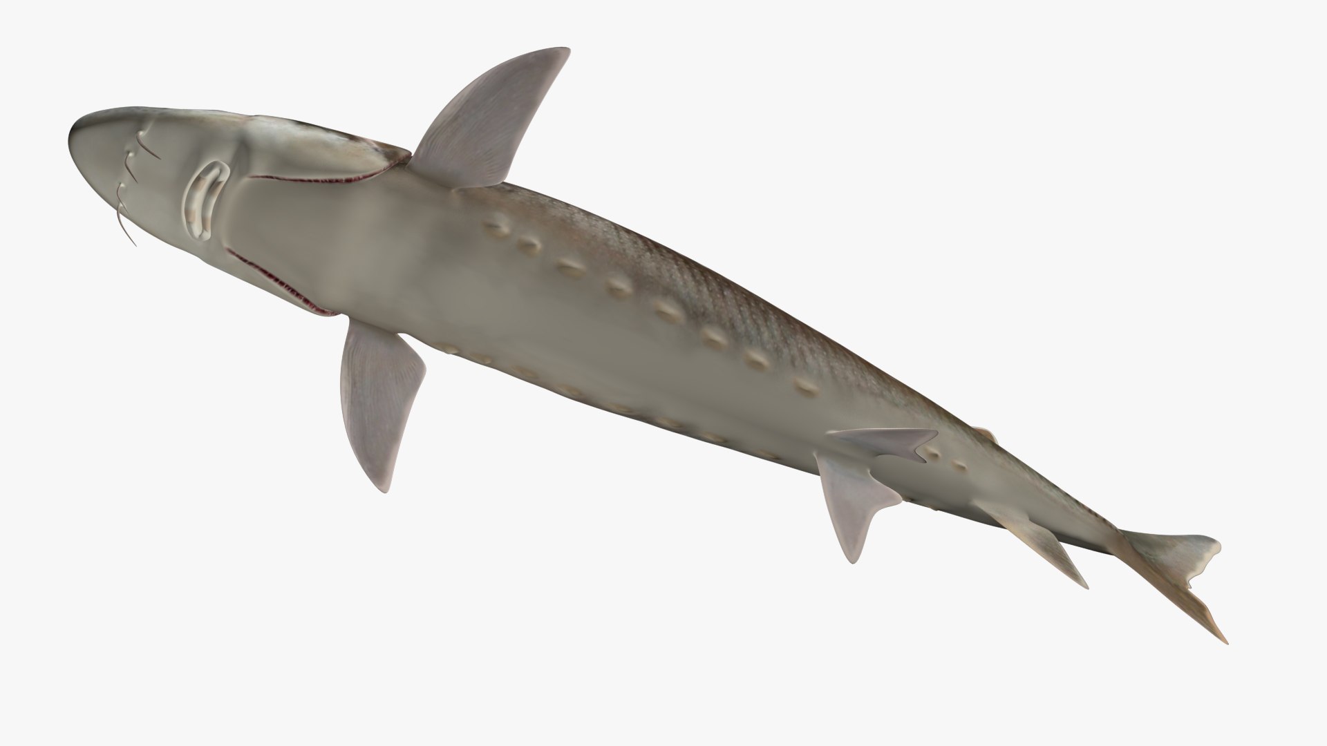 3D sturgeon - TurboSquid 1744457