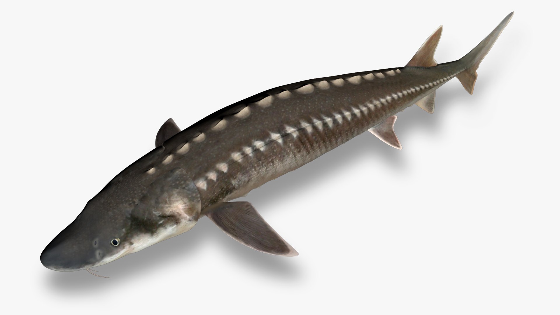 3D sturgeon - TurboSquid 1744457