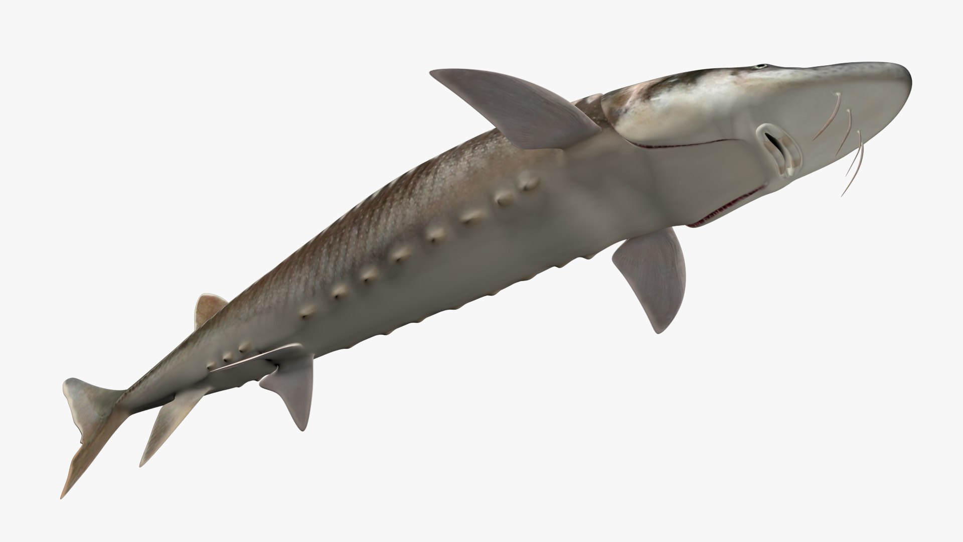 3D sturgeon - TurboSquid 1744457