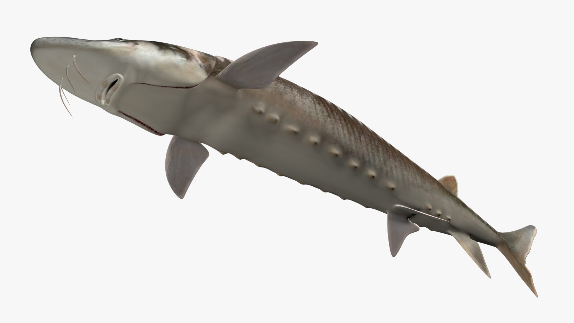 3D sturgeon - TurboSquid 1744457