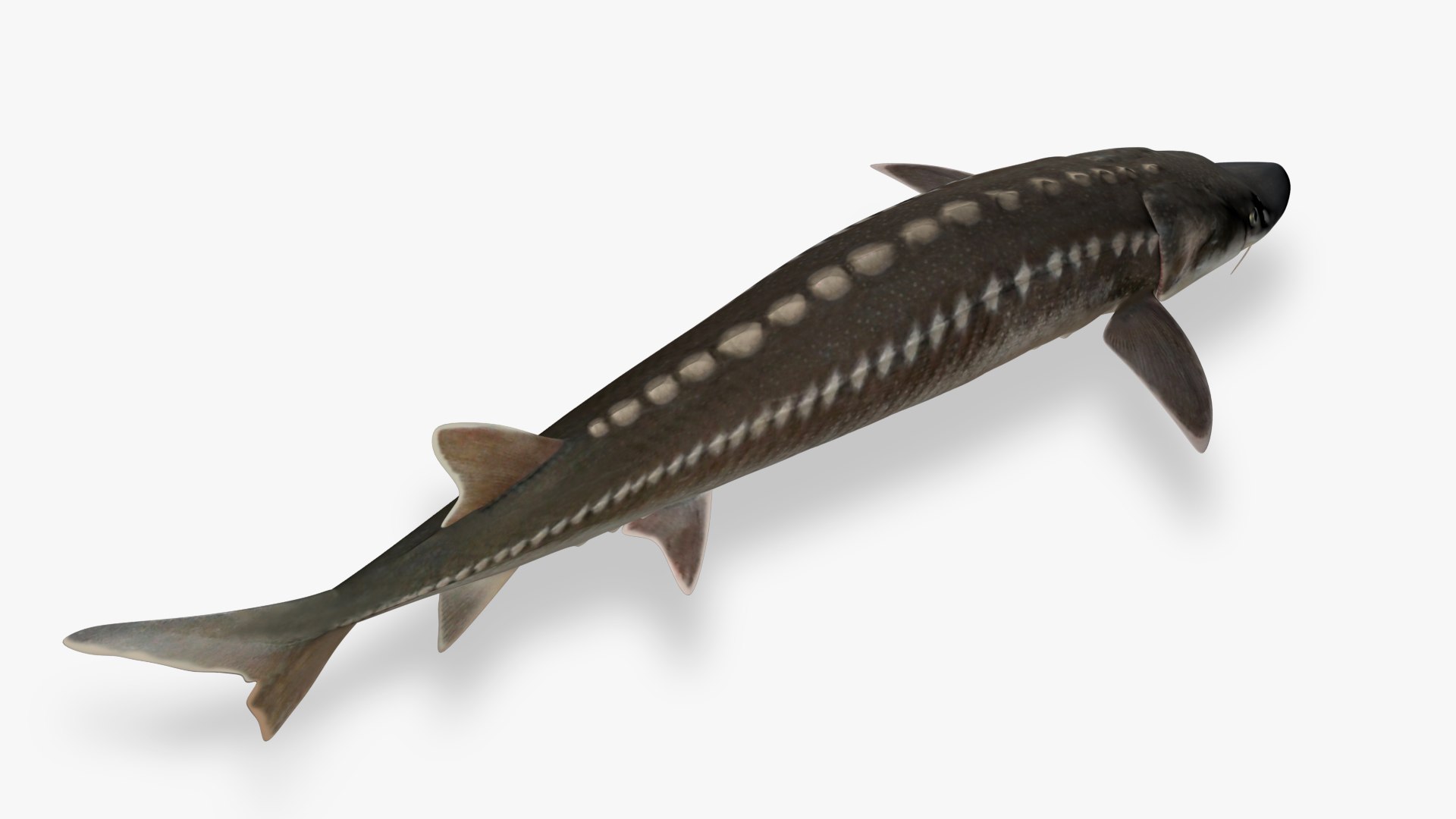 3D sturgeon - TurboSquid 1744457