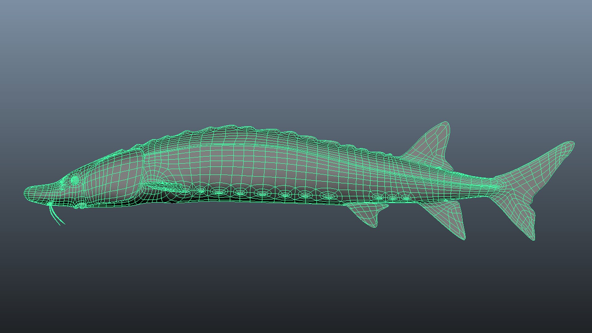 3D sturgeon - TurboSquid 1744457
