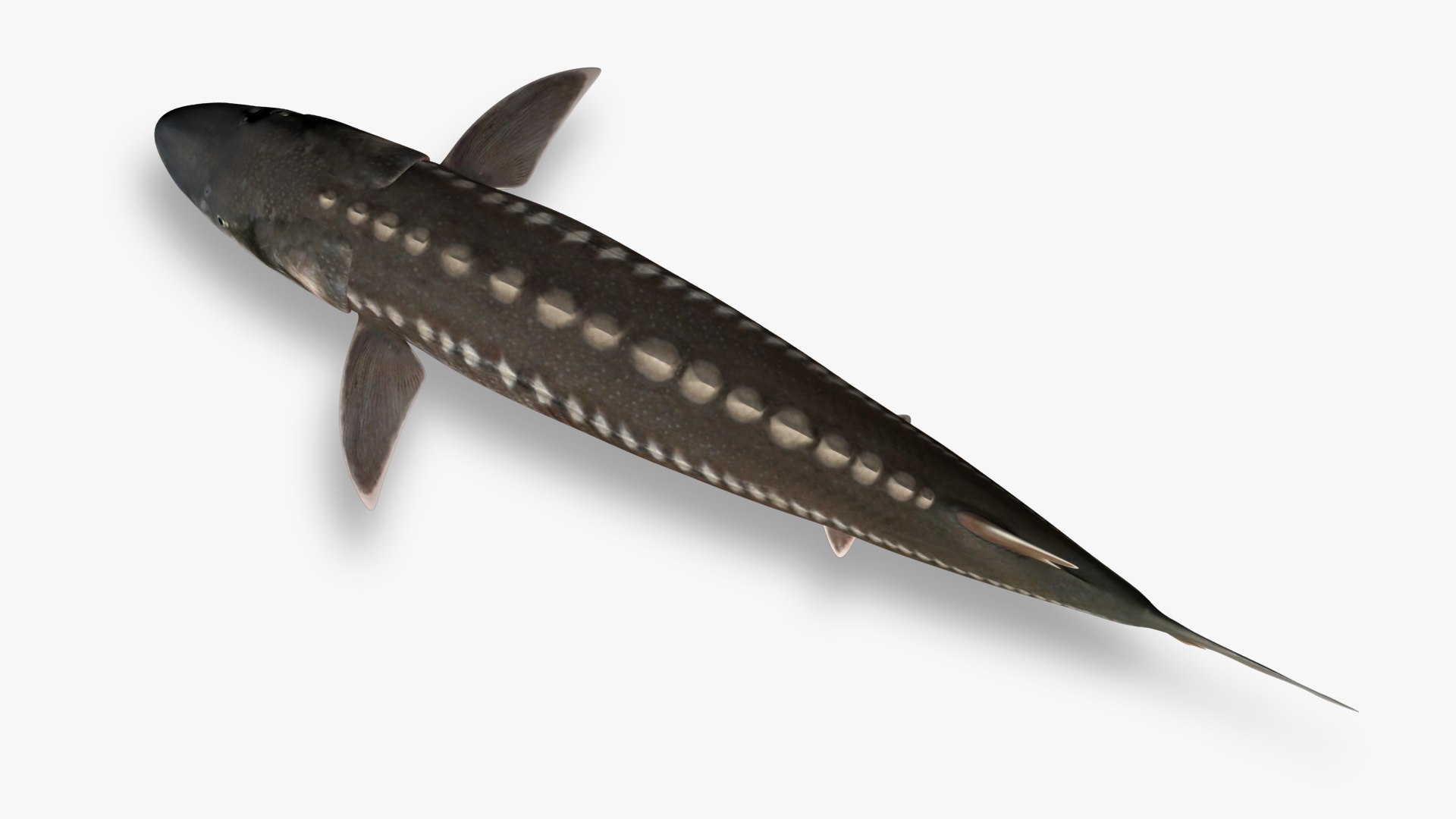 3D sturgeon - TurboSquid 1744457