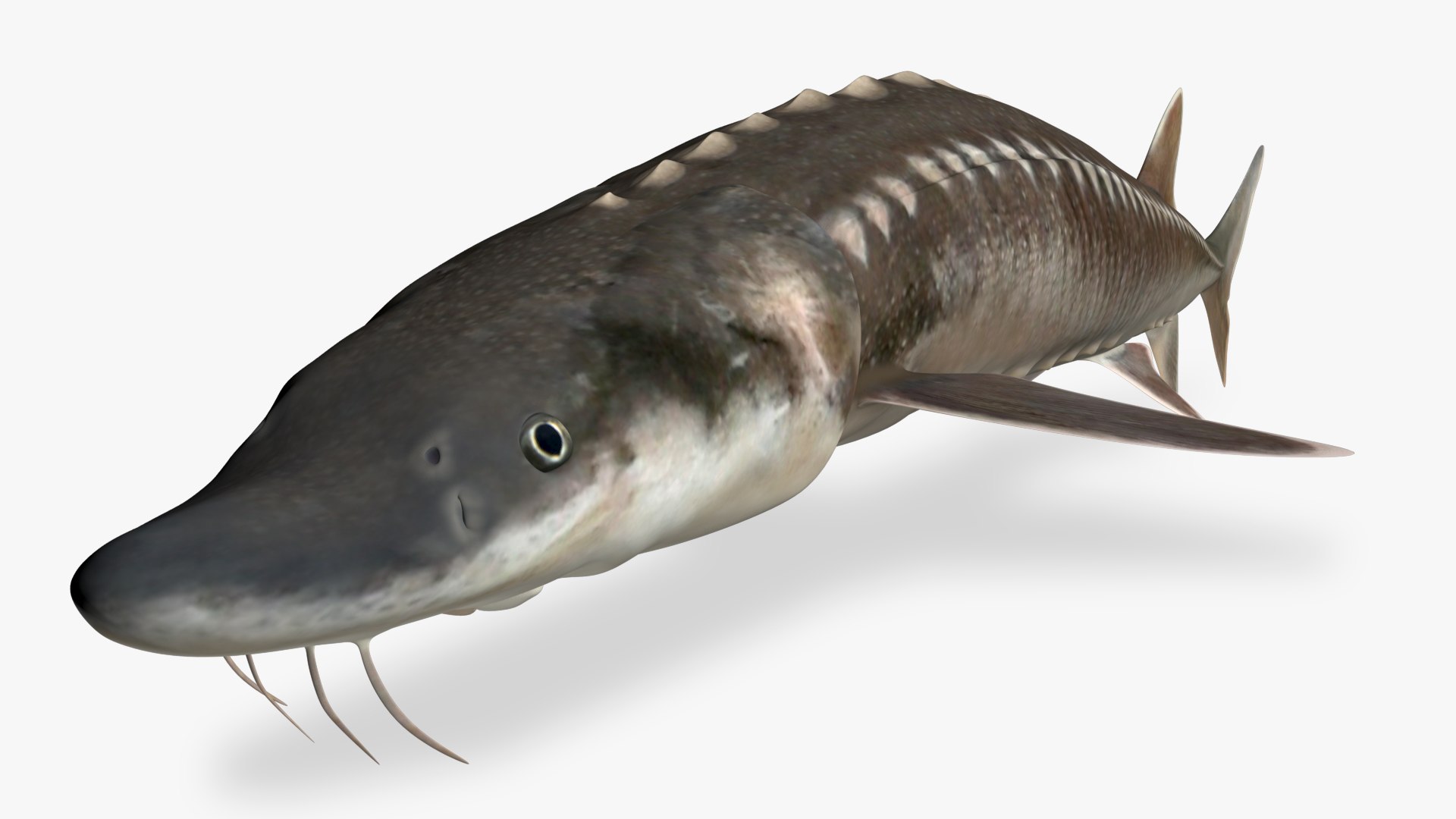 3D sturgeon - TurboSquid 1744457
