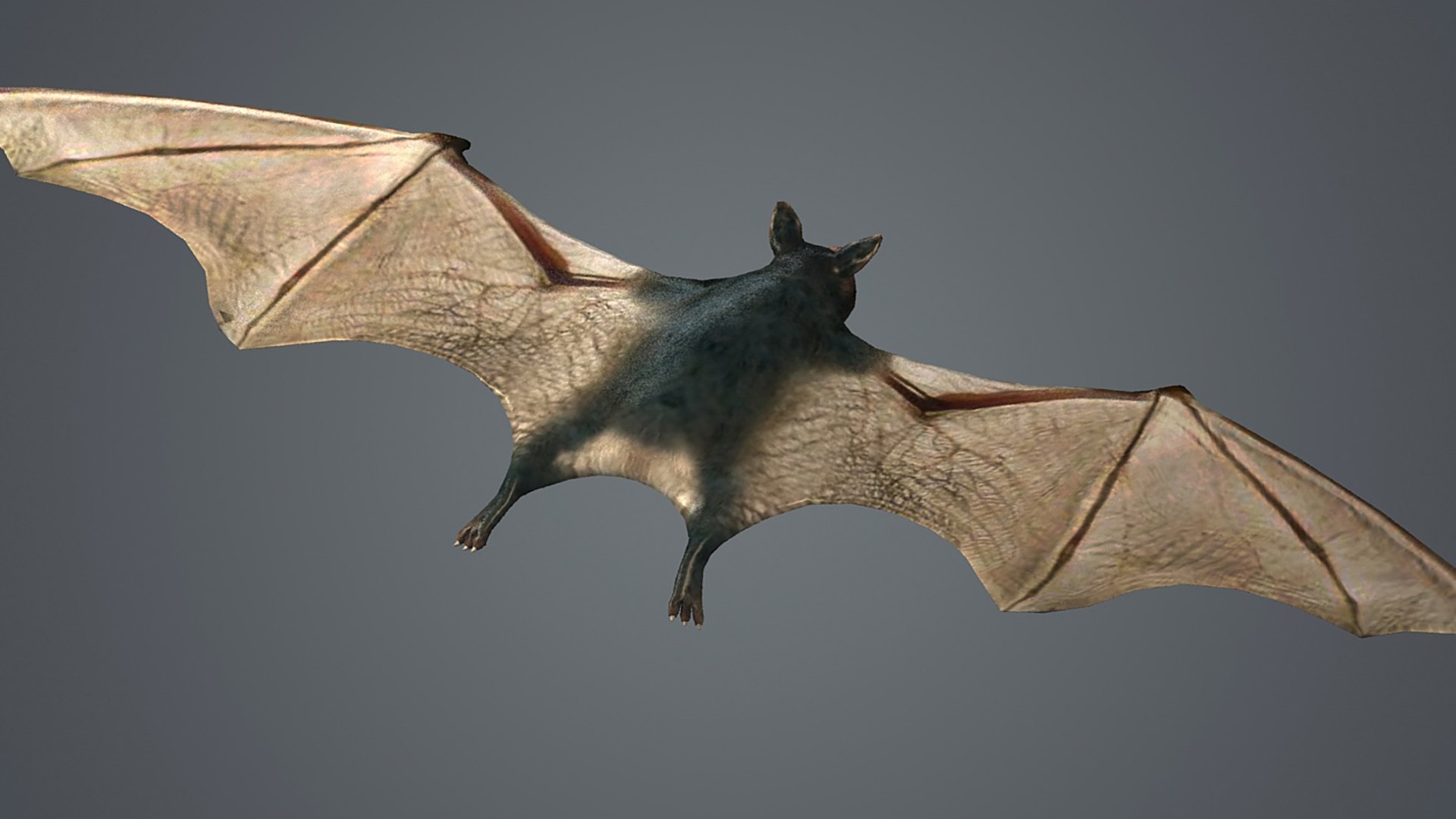 Bats Dark Bat Animated Rigg Mammal Bird Flying Vampire Model ...
