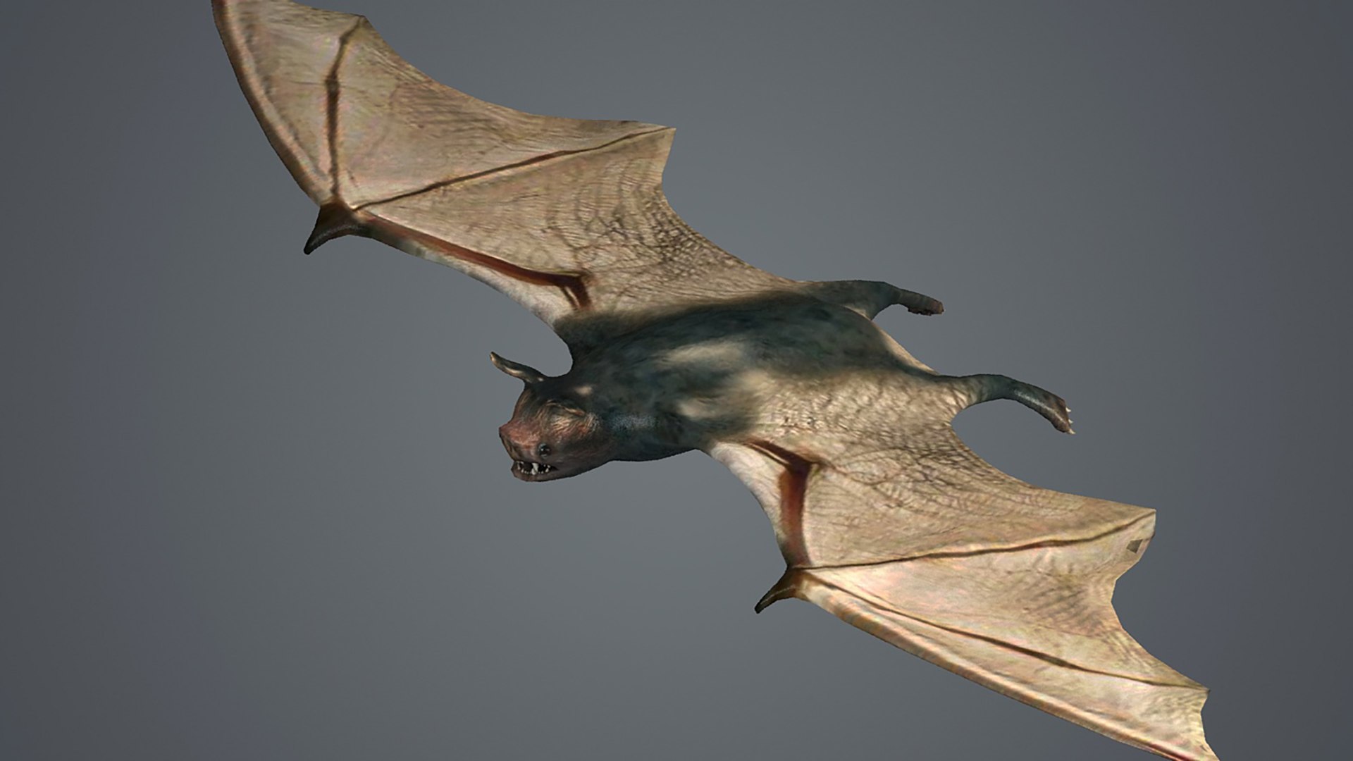 Bats Dark Bat Animated Rigg Mammal Bird Flying Vampire Model ...
