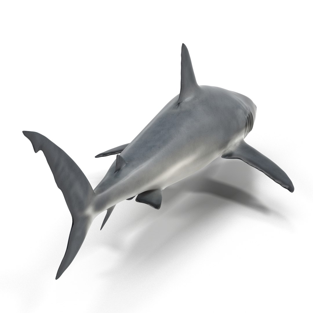 3d model caribbean reef shark rigged