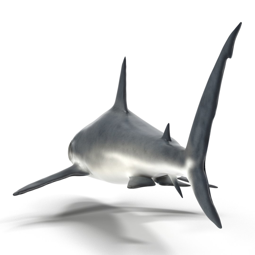 3d model caribbean reef shark rigged