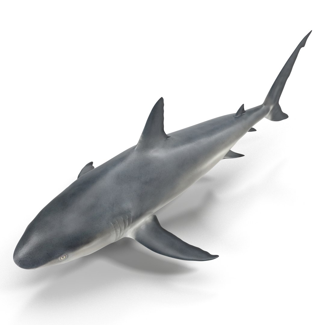 3d model caribbean reef shark rigged