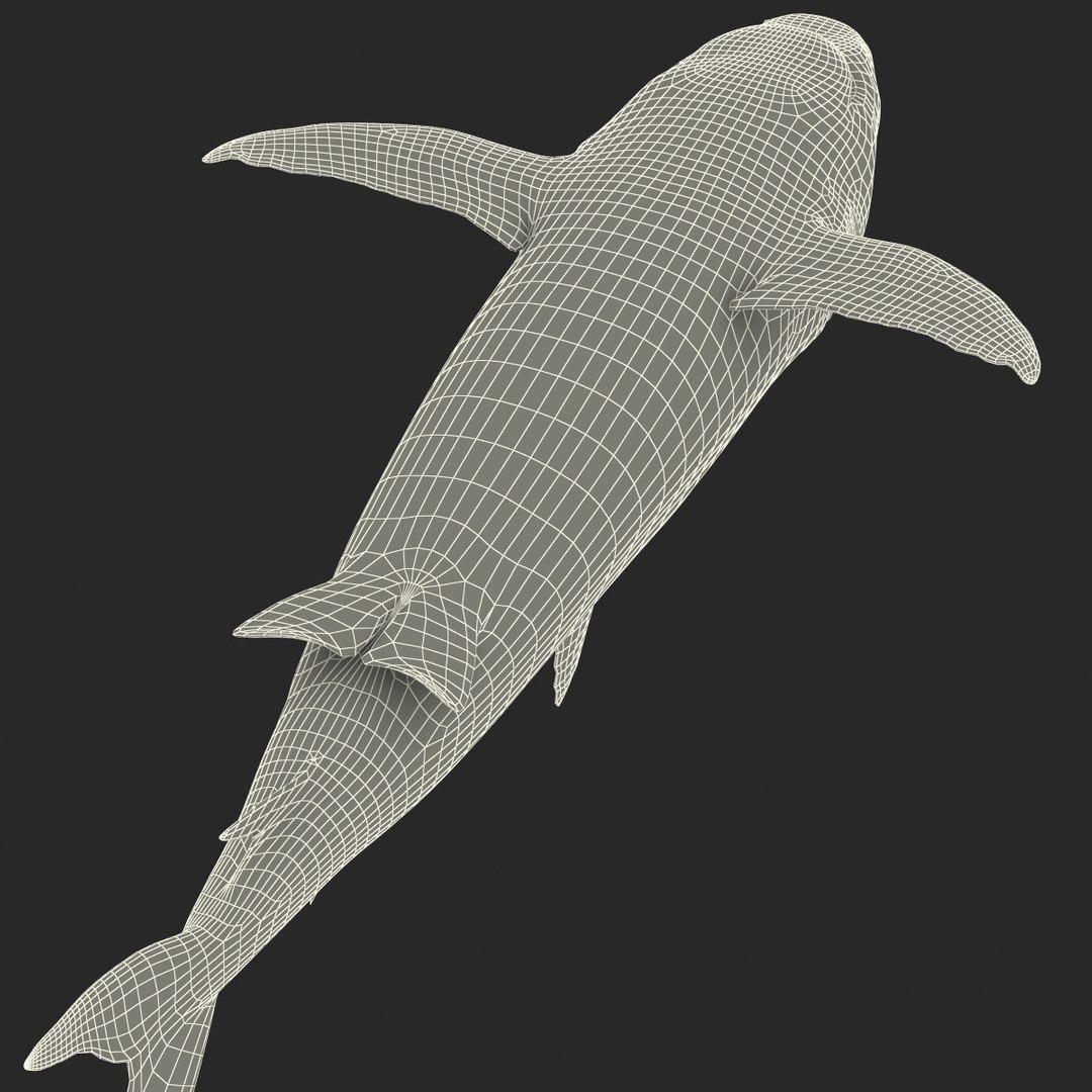 3d model caribbean reef shark rigged