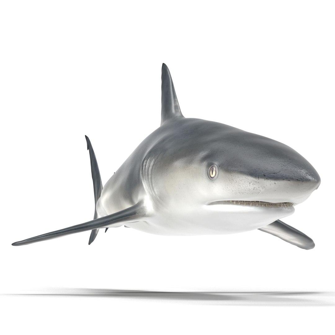 3d model caribbean reef shark rigged