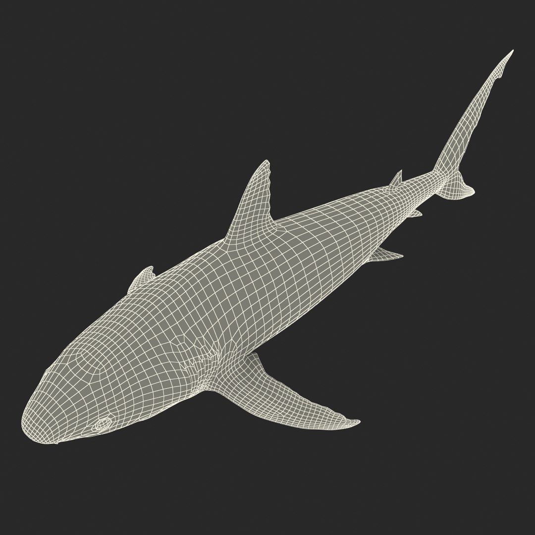 3d model caribbean reef shark rigged
