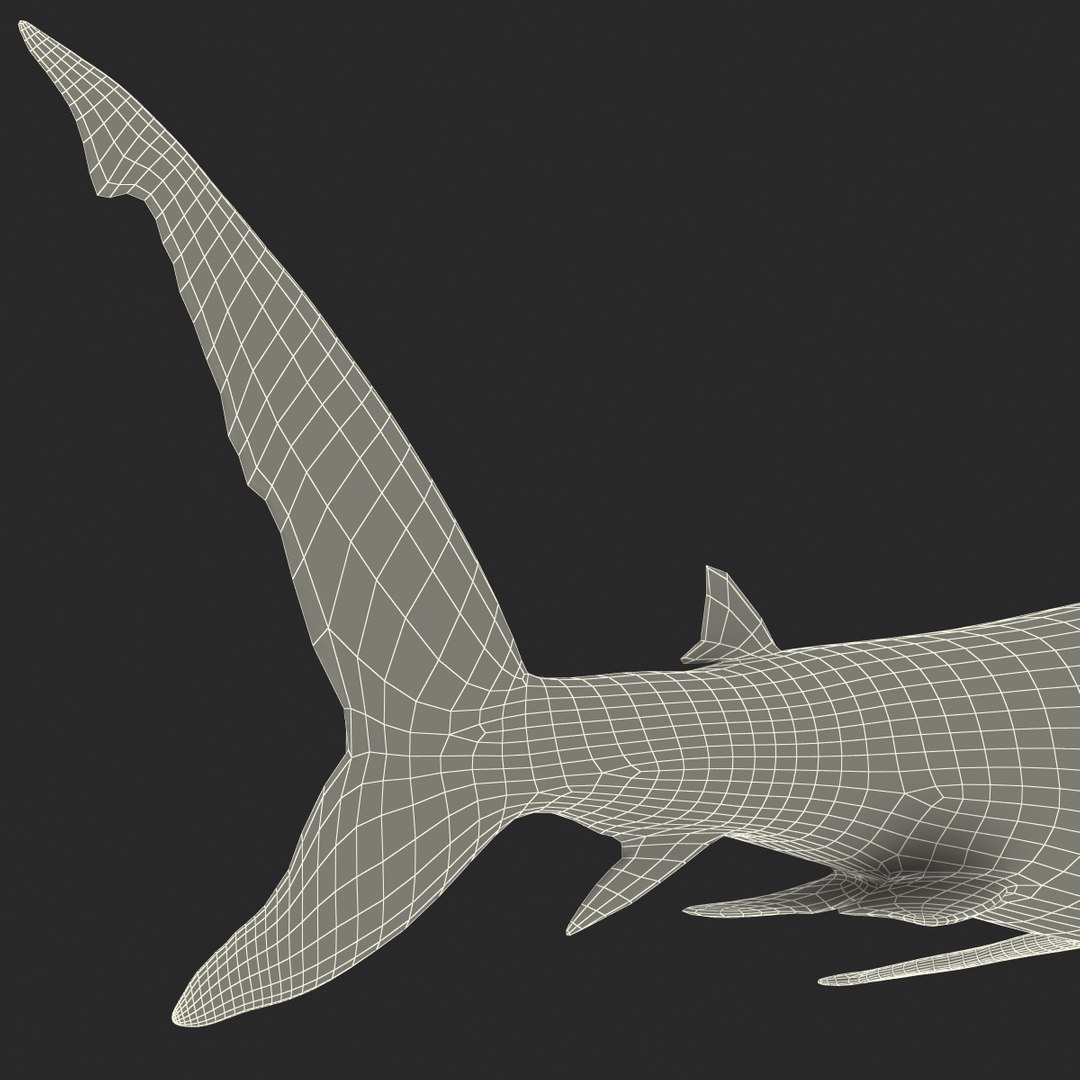 3d model caribbean reef shark rigged