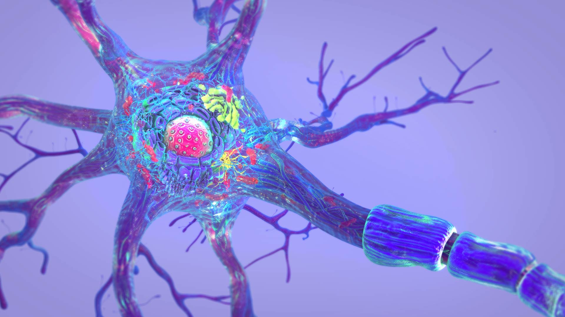 neuron 3d structure