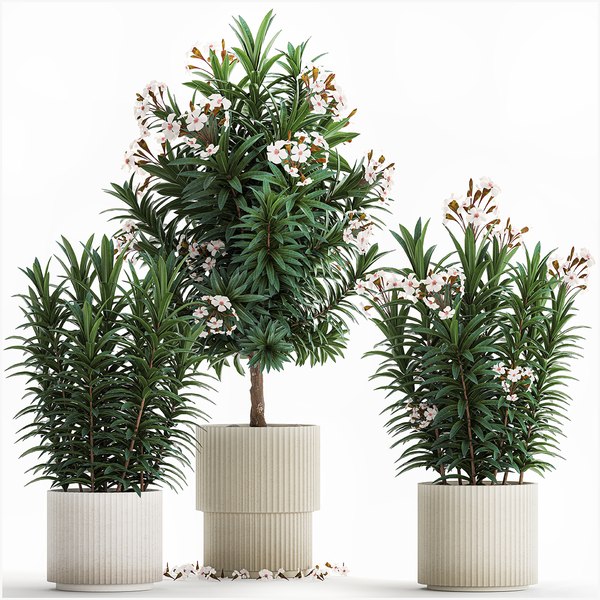 3D Oleander Models | TurboSquid