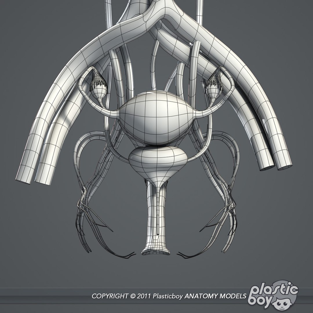 Human Female Reproductive Urinary 3d Model