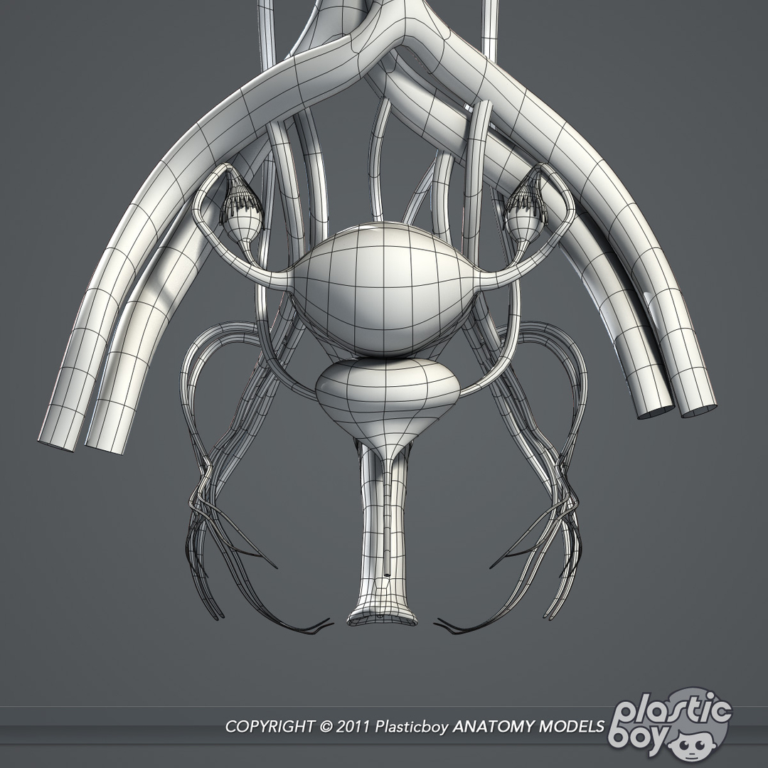 human female reproductive urinary 3d model