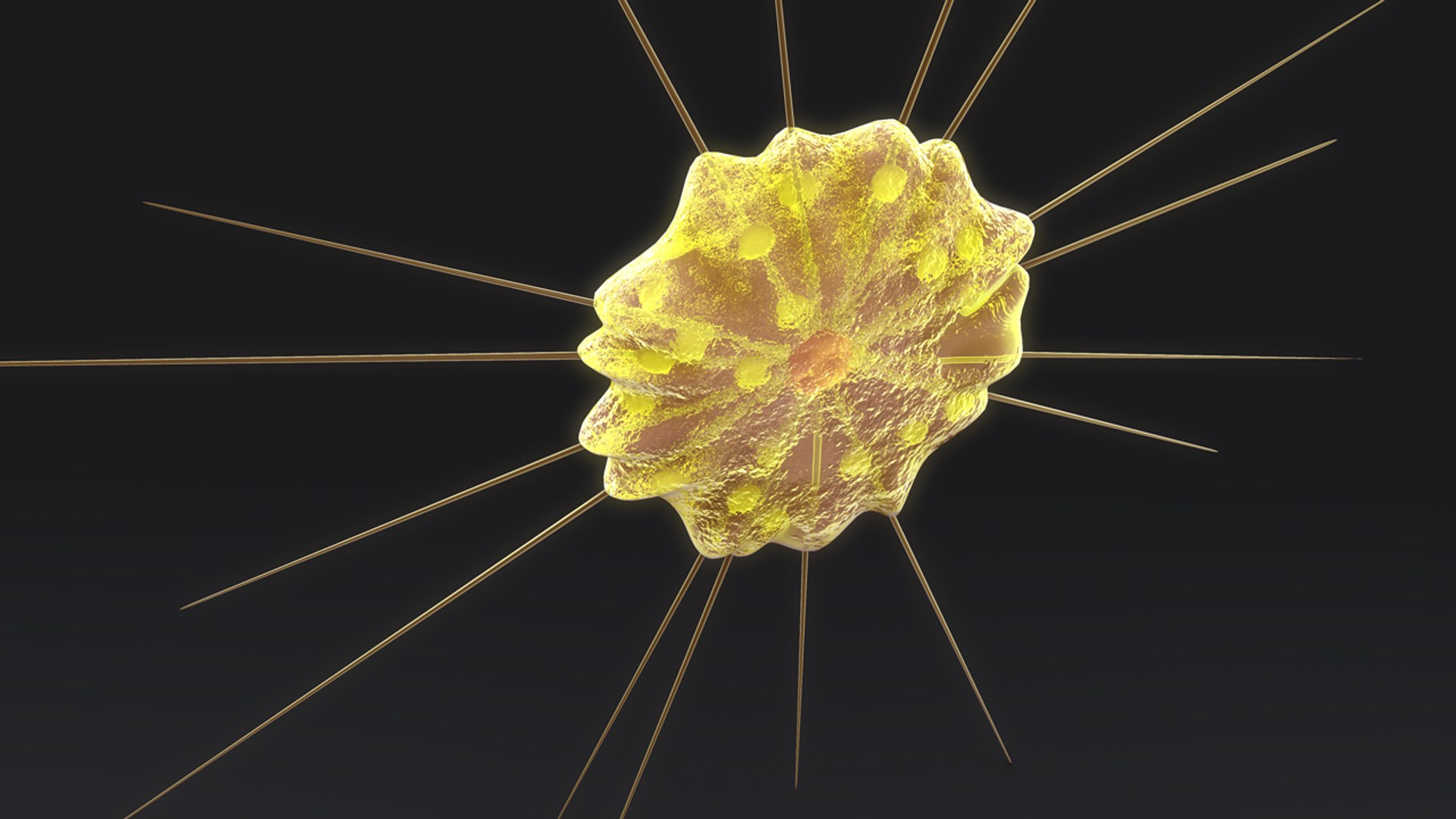 3d Obj Acantharea Radiolarian Protozoa