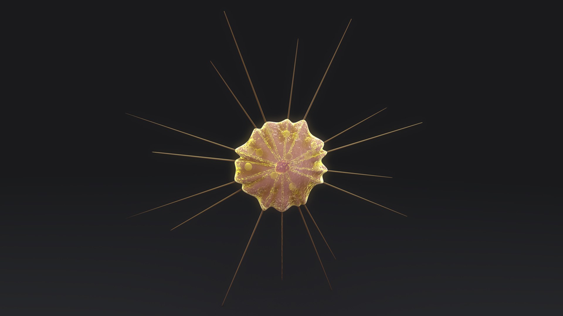 3d Obj Acantharea Radiolarian Protozoa