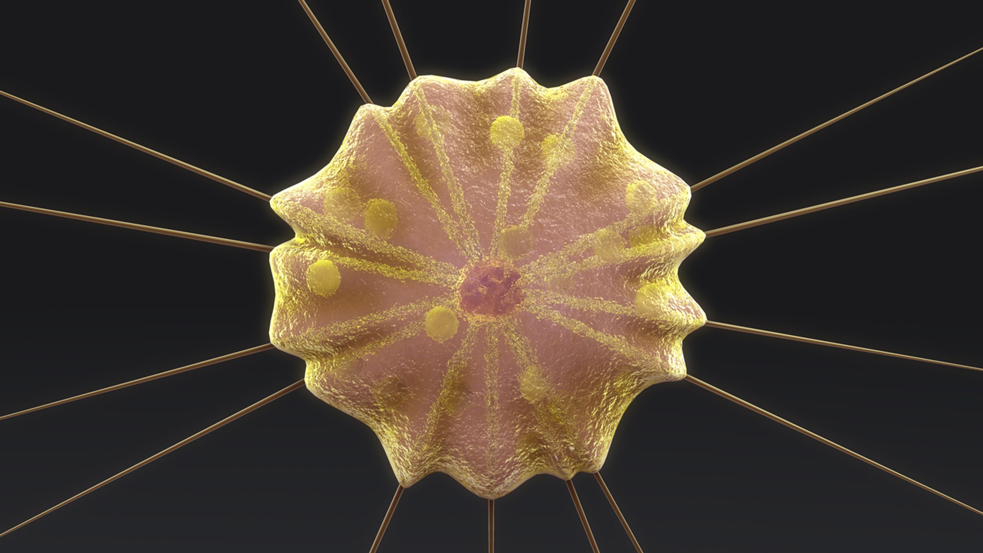 3d Obj Acantharea Radiolarian Protozoa