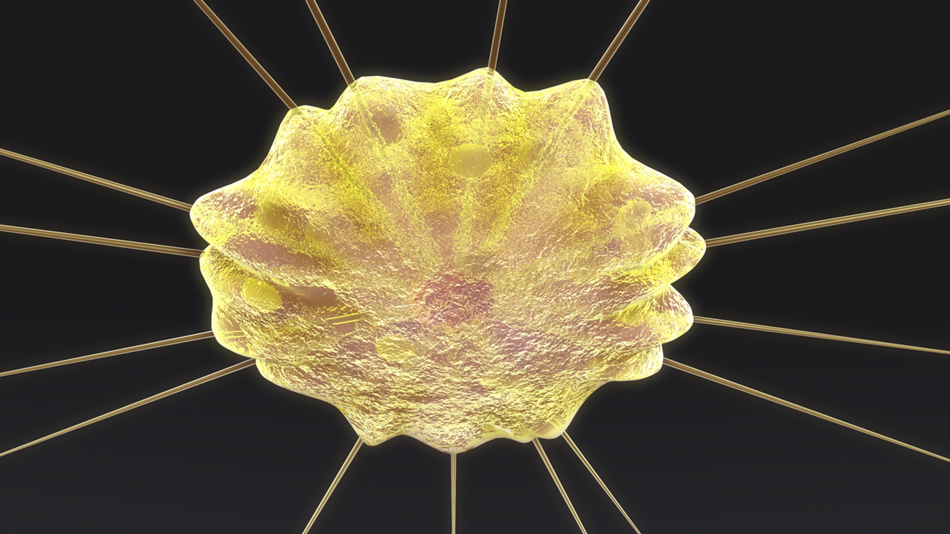 3d Obj Acantharea Radiolarian Protozoa