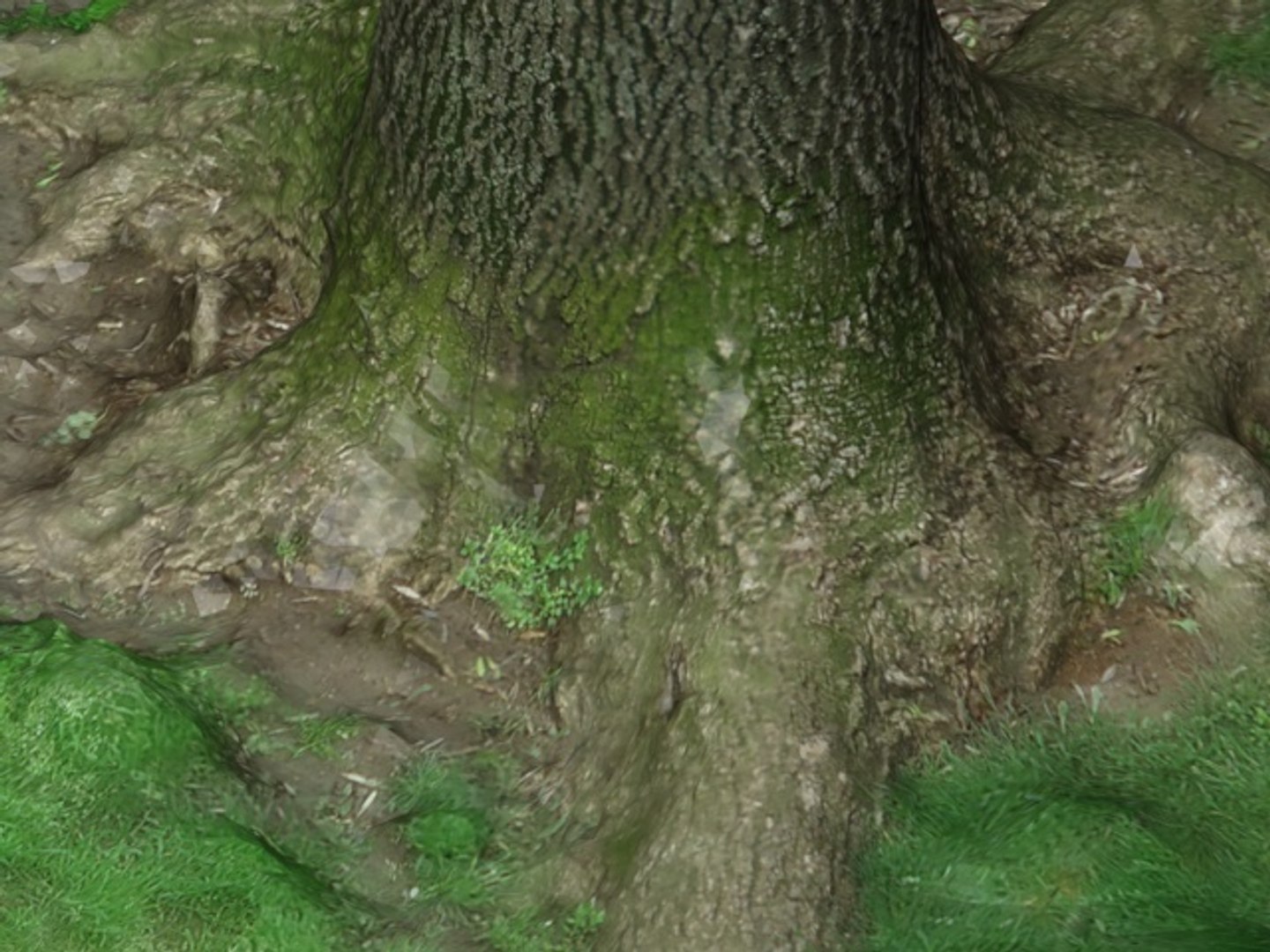 Tree Trunk 1 3d Model