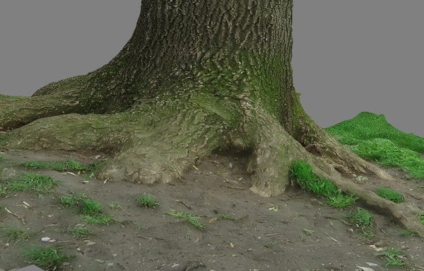 tree trunk 1 3d model