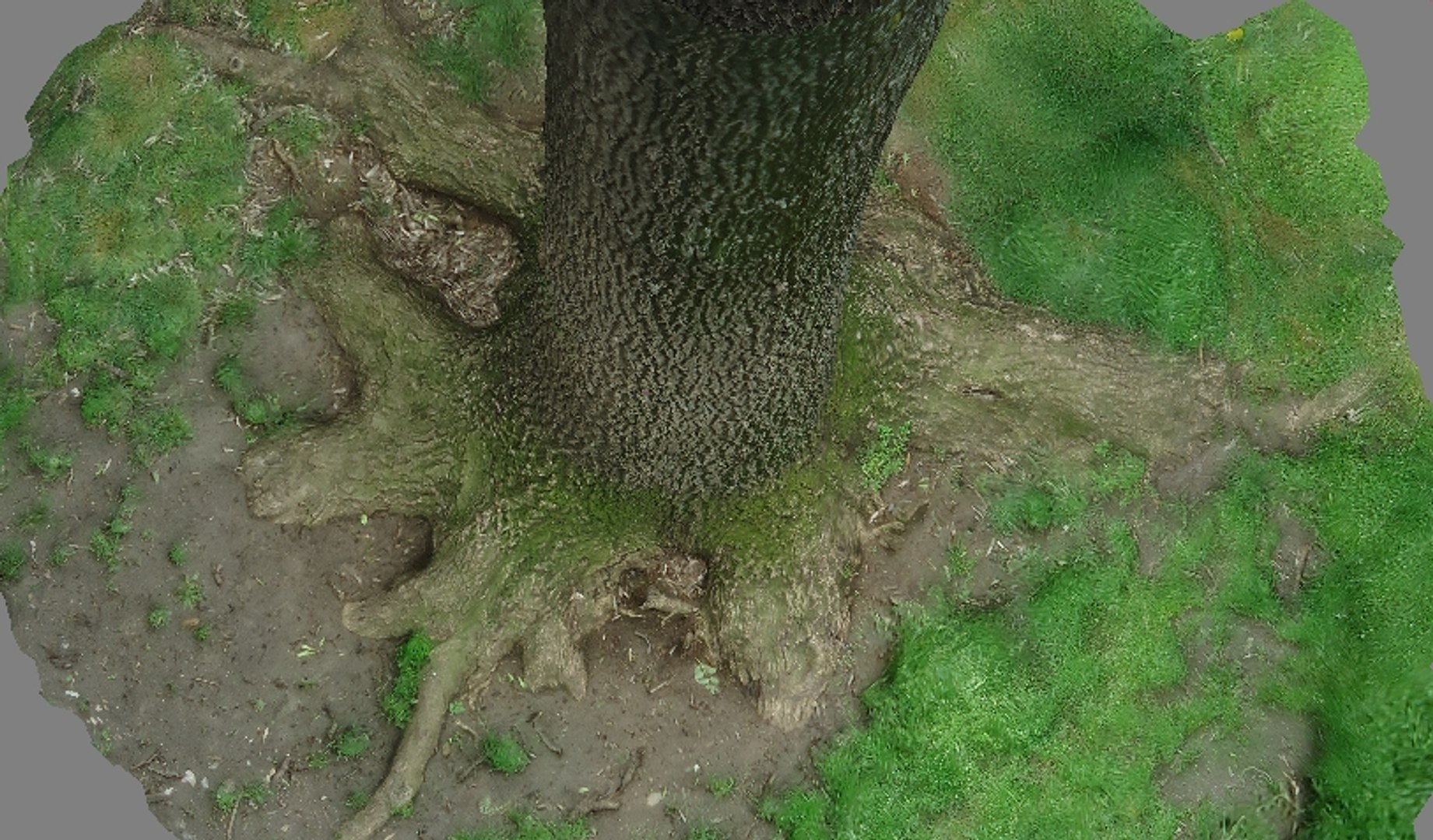 Tree Trunk 1 3d Model