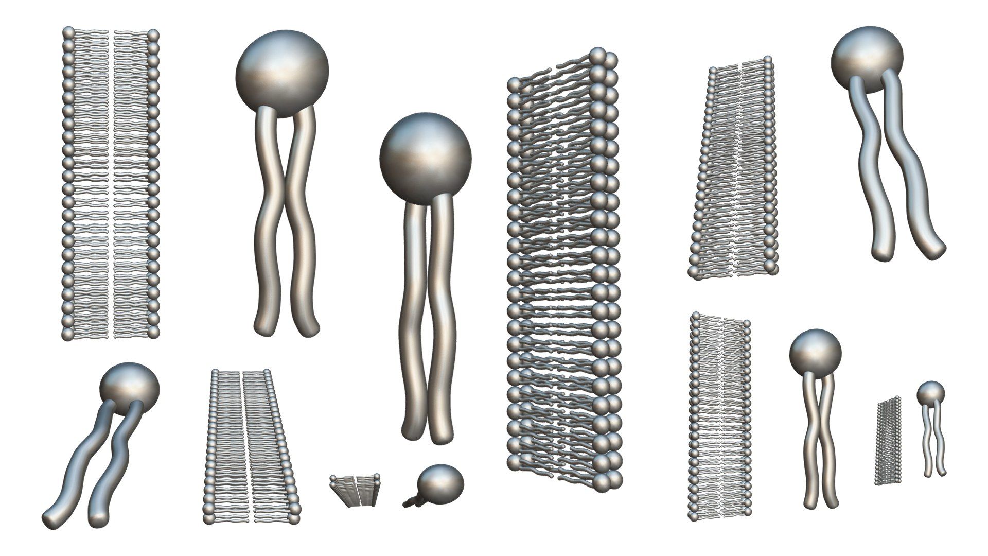 3D Phospholipid Structure - TurboSquid 2135664