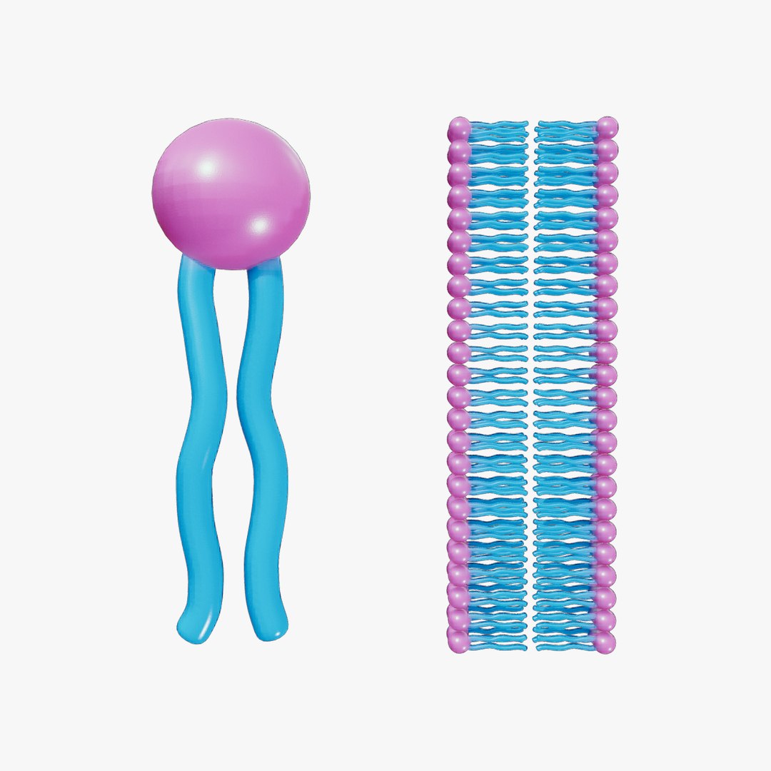 3D Phospholipid Structure - TurboSquid 2135664