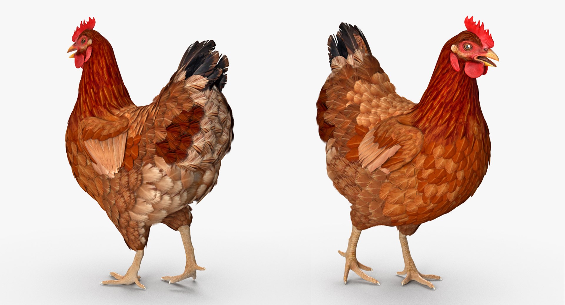 3D model rigged chickens - TurboSquid 1514779