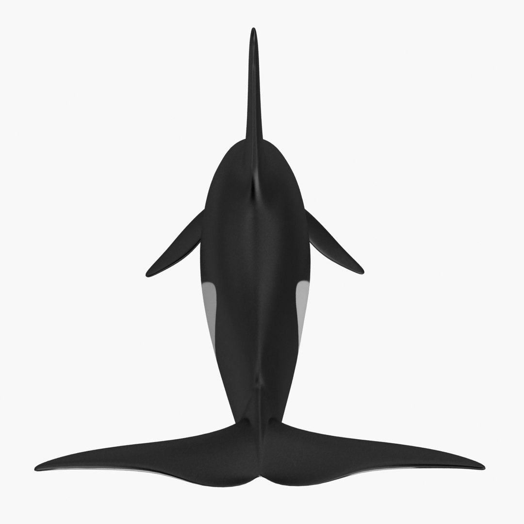 3d Model Orca Killer Whale