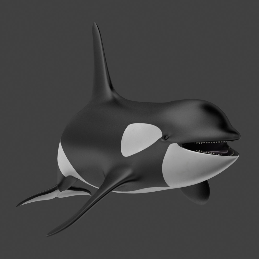 3d Model Orca Killer Whale