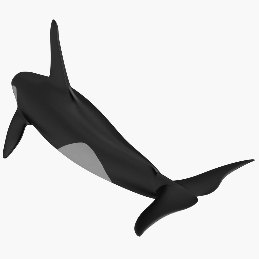 3d Model Orca Killer Whale