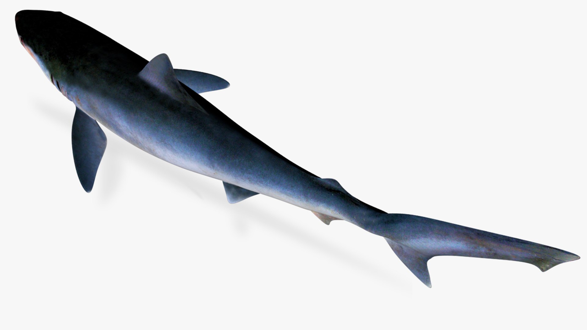 Pacific Sharpnose Shark Rhizoprionodon Model - TurboSquid 1435808