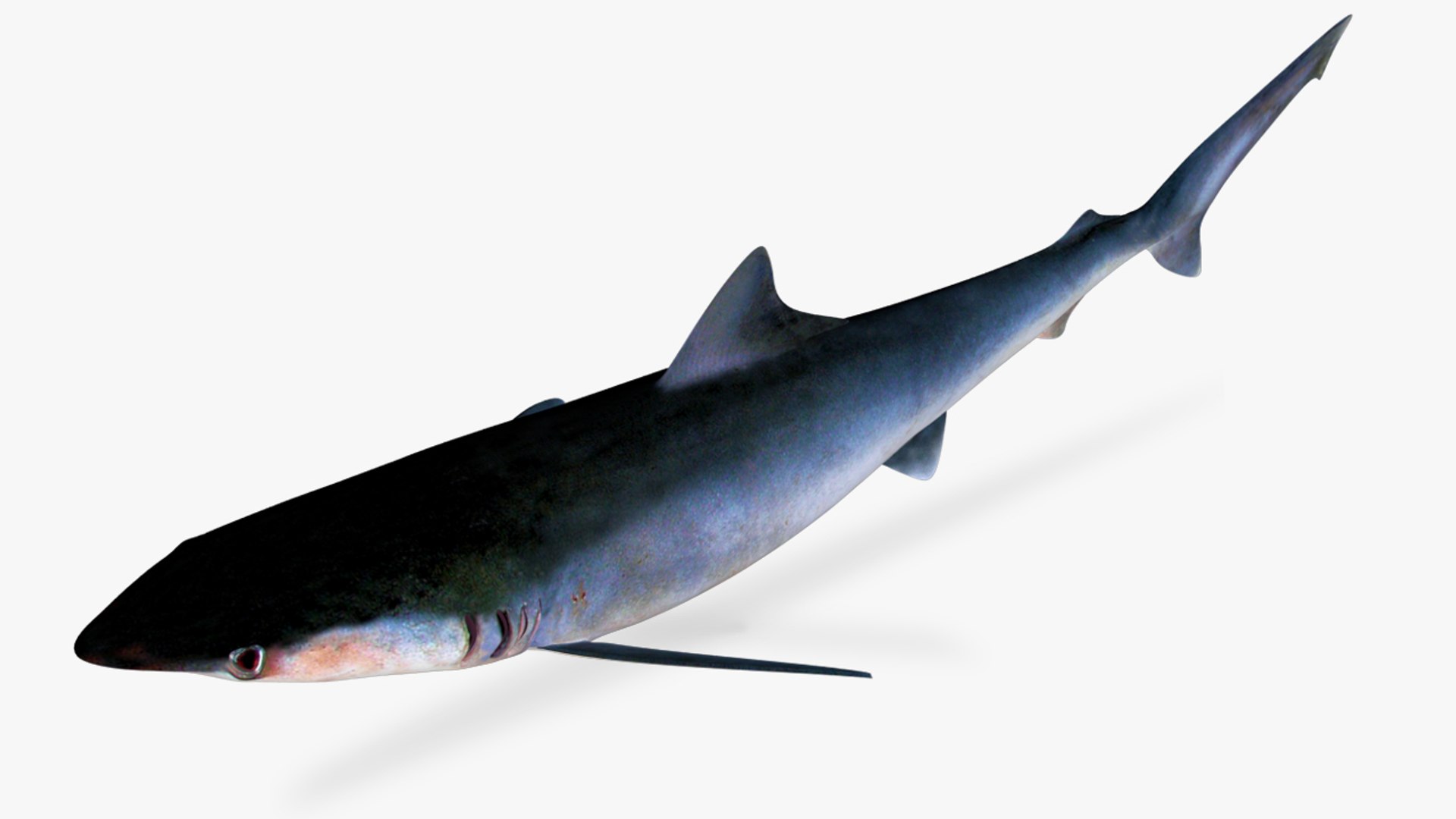 Pacific Sharpnose Shark Rhizoprionodon Model - TurboSquid 1435808