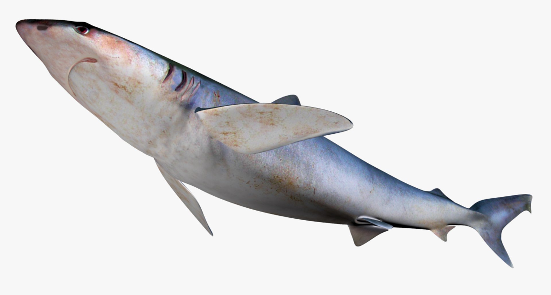 Pacific Sharpnose Shark Rhizoprionodon Model - TurboSquid 1435808