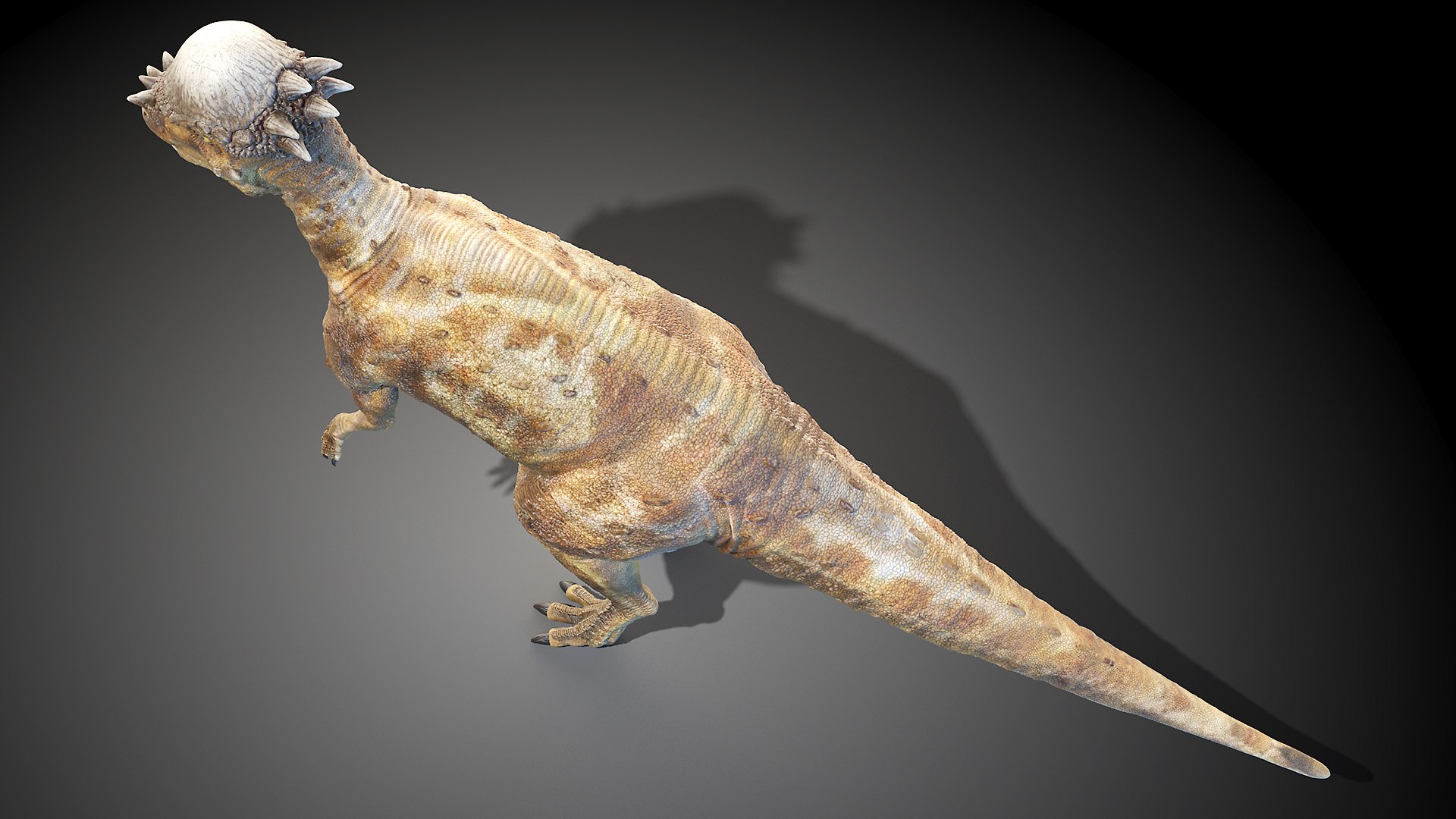 Pachycephalosaurus p model - TurboSquid 1597702